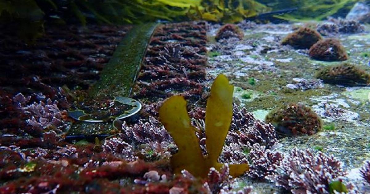 Operation Crayweed: Seaweed and Seagrass Restoration Workshop | UNSW Sydney