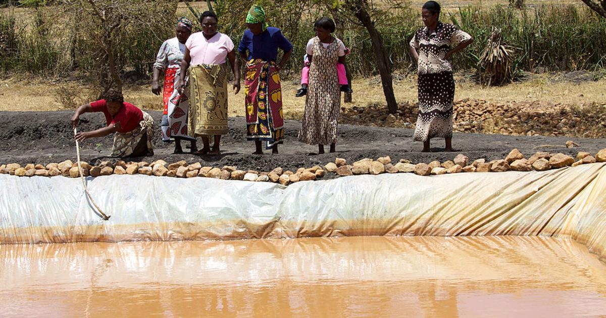 Fish farms, farm management and rural development in Kenya | UNSW Sydney
